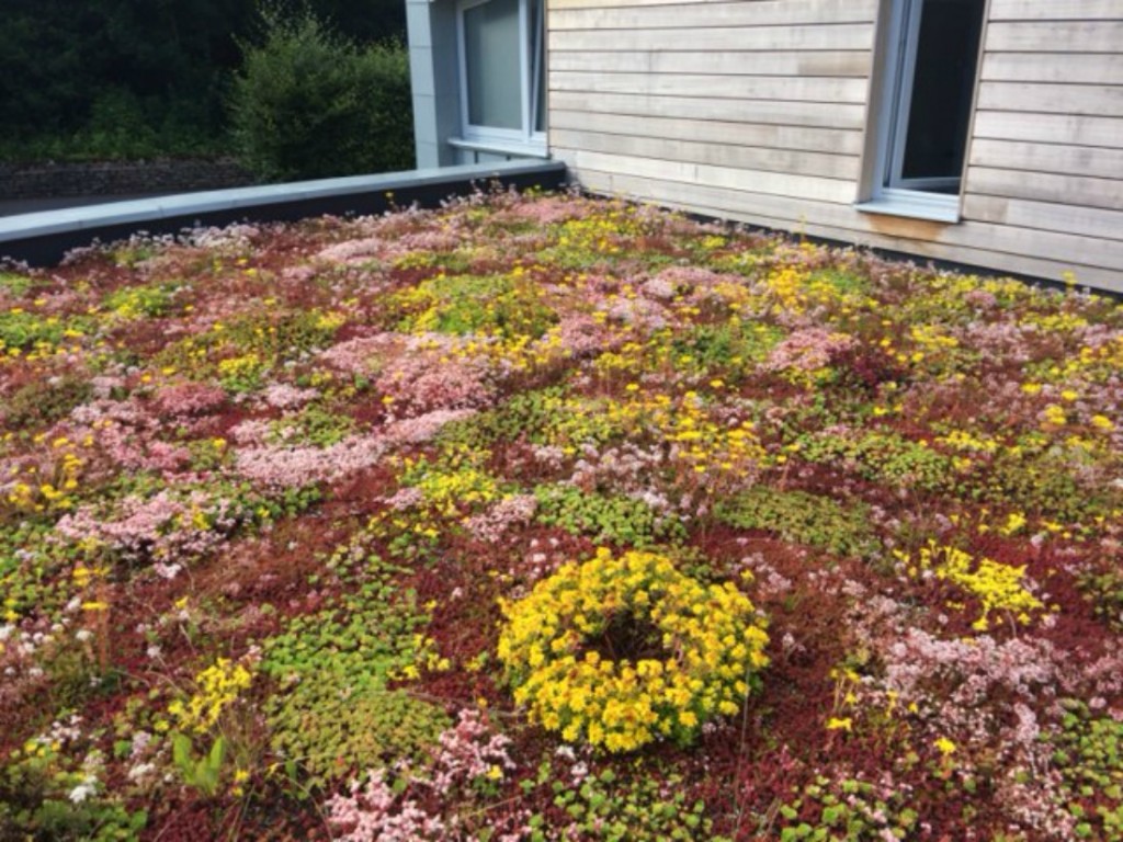 A beautifully developing sedum roof! - Green Roofs Naturally | Otley