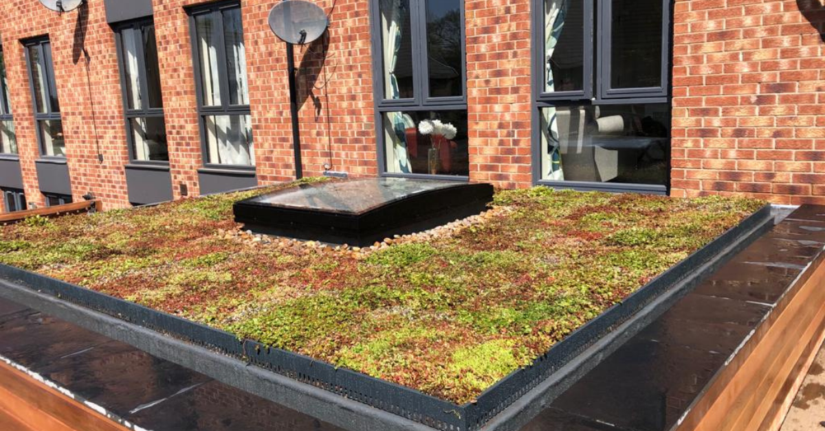 Attracting wildlife to a townhouse extension - Green Roofs Naturally ...